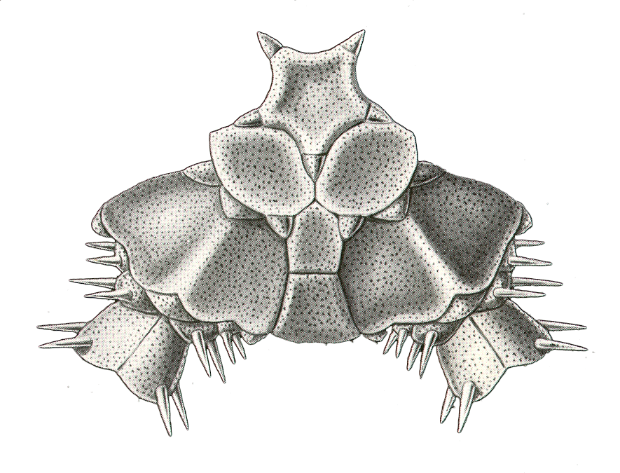 kdn/ophiodea-two spikey legs copy.png