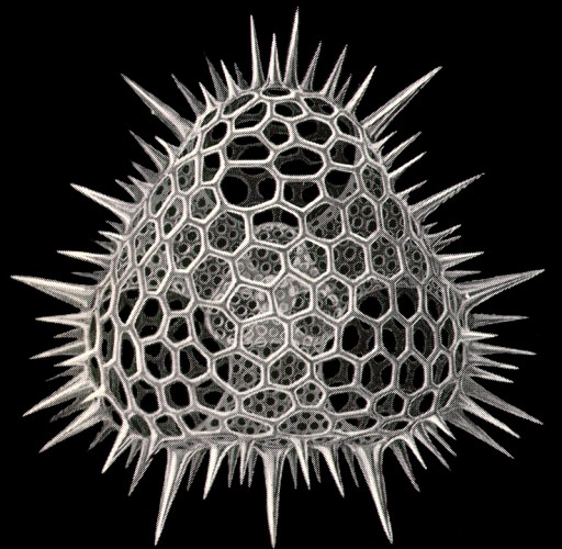kdn/spumellaria-triangle with spikes copy.small.jpg